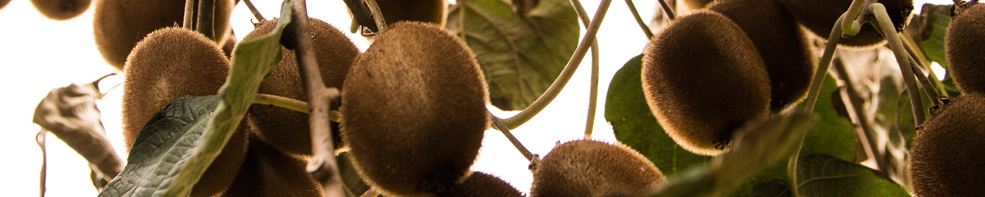 Best Wholesale Fruit Purees - The Perfect Puree of Napa Valley